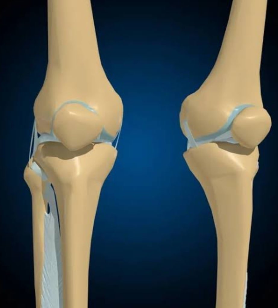 How many types of Joints - Bloggjhedu